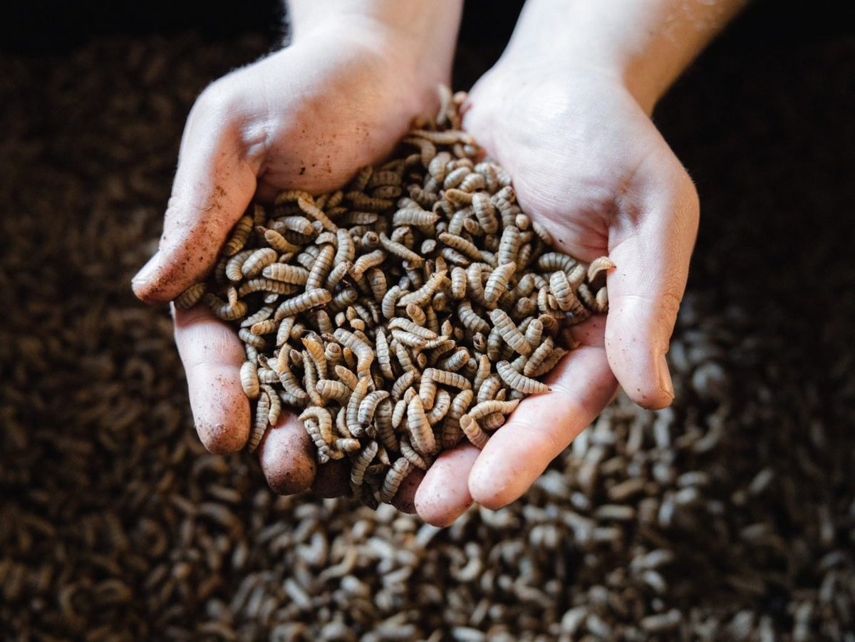 High-quality insect larvae from Germany!: FarmInsect